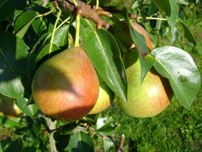 Pyrus Clapps Favourite Pear Dwarf Patio Fruit Tree 3-4ft Supplied in a ...