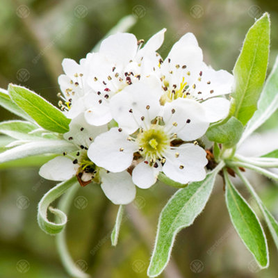 Pyrus Pendula Tree - White Flowers, Hardy, Low Maintenance (5-6ft)