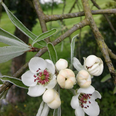 Pyrus Pendula Tree - White Flowers, Hardy, Low Maintenance (5-6ft)