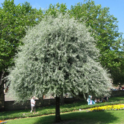 Pyrus Pendula Tree - White Flowers, Hardy, Low Maintenance (5-6ft ...