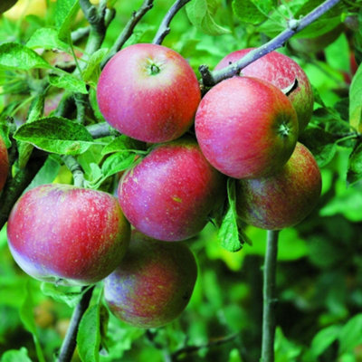 Queen Cox Apple Tree (Malus domestica) M26 Rootstock - RHS Award Winner ...