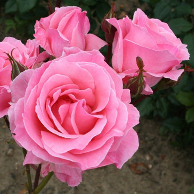Queen Elizabeth Rose Bush Gift Wrapped - Traditional Pink Rose Plant 5 ...