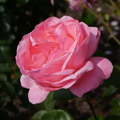 Queen Elizabeth Rose Bush Gift Wrapped - Traditional Pink Rose Plant 5 ...