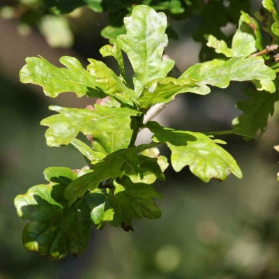 QUERCUS ROBUR 'ENGLISH OAK' BARE ROOT HEDGE HEDGING TREE PLANTS (2-3FT ...