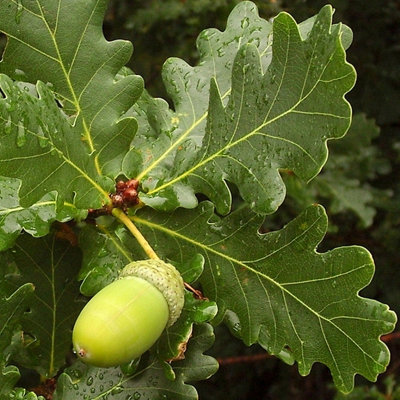 Quercus robur 'English Oak' Bare Root Hedge Hedging Tree Plants (2-3ft ...