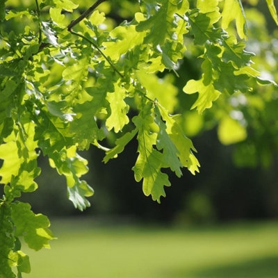 Quercus robur 'English Oak' Bare Root Hedge Hedging Tree Plants (2-3ft ...
