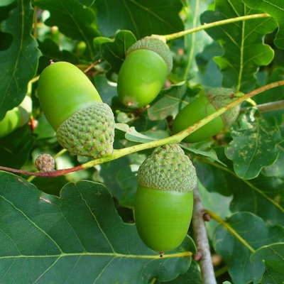 Quercus robur 'English Oak' Bare Root Hedge Hedging Tree Plants (2-3ft ...