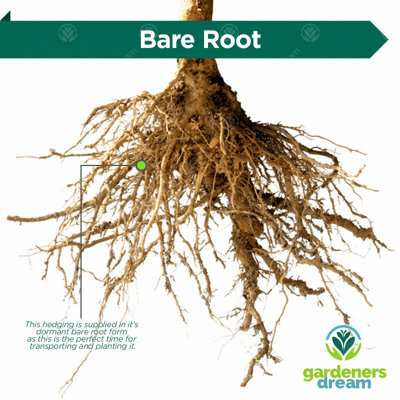 Quercus robur 'English Oak' Bare Root Hedge Hedging Tree Plants (3-4ft ...