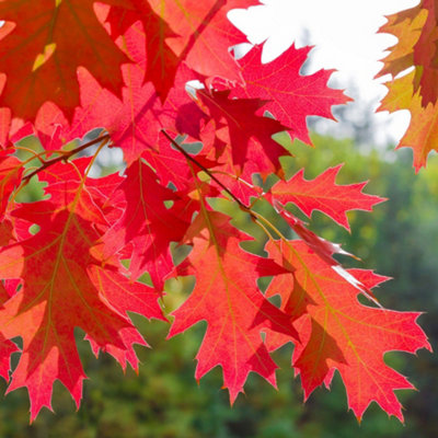 Quercus rubra 'Red Oak' Bare Root Hedge Hedging Tree Plants (1-2ft, 5 ...