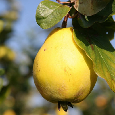 Quince Champion Outdoor Fruit Tree Bare Root QA Rootstock 1.2m