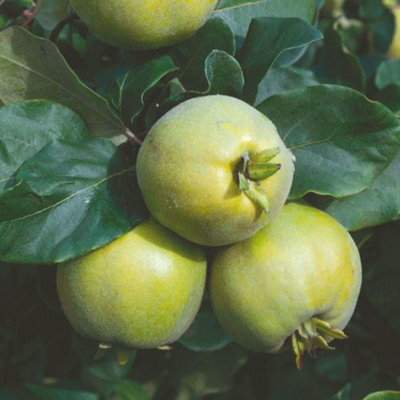 Quince (Cydonia) Vranja A Rootstock (3.6-4.5m) Organic 1 Bare Root Tree ...