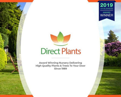 Quince Vranja Fruit Tree 6ft Tall Supplied in a 12 Litre Pot by ...