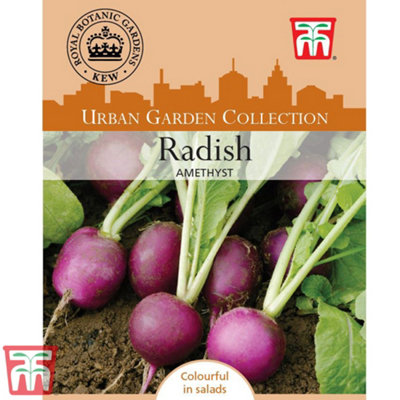 Radish Amethyst 1 Seed Packet (250 Seeds) | DIY at B&Q