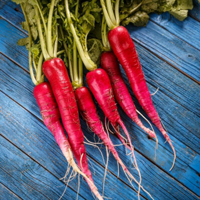 Radish Long Scarlet Seeds Fast-Growing Carrot-Shaped Crunchy Punchy ...