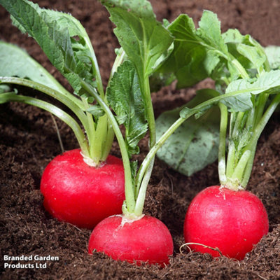 RADISH SCARLET GLOBE 1 SEED PACKET 750 SEEDS
