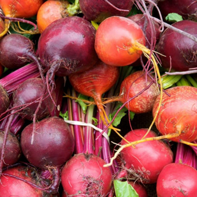 Rainbow Beetroot Seed Tape - Easy Grow Colourful Salad Mix Sweet ...