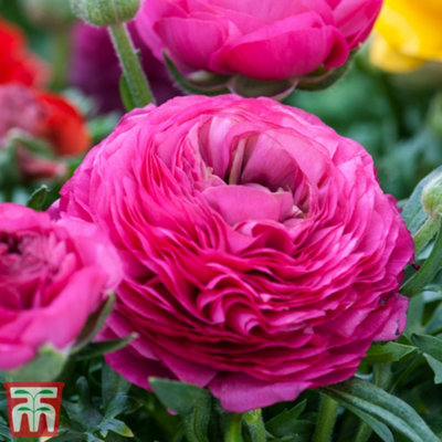 Ranunculus Pink Persian Buttercup 10 Bulbs