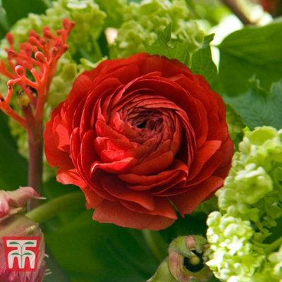 Ranunculus Red 10 Summer Bulbs