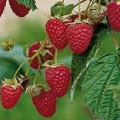 Raspberry Amira / Rubus Idaeus Amira - 2L Pot | DIY at B&Q