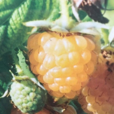 Raspberry Amira Yellow / Rubus Idaeus Amira Yellow | DIY at B&Q