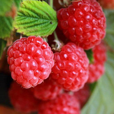 Raspberry Bush 'Sweet Sunshine' Compact Patio Fruit Bush in a 2L pot to ...