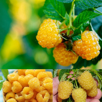 Raspberry Fallgold Plant - Rubus Raspberry Fallgold Plant in a 12cm Pot ...