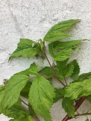 Raspberry Malling Jewel - 2L Pot - Fruit Bush | DIY at B&Q