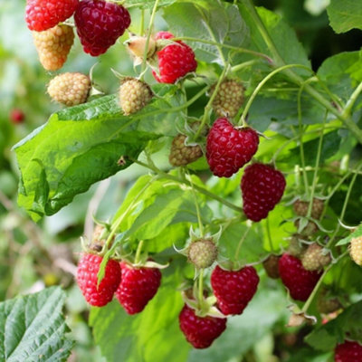 Raspberry Malling Jewel Fruit Bush Summer Fruiting Berry Plant 5 x Bare ...