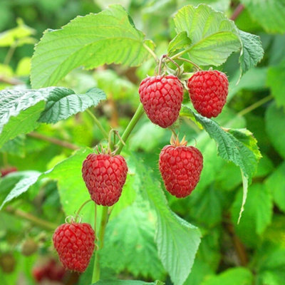 Raspberry Malling Promise Fruit Bush Early Summer Fruiting Plant 5 x ...