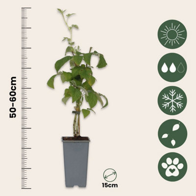 Raspberry plant - 2 pcs. - Rubus idaeus Malling Promise - H50-60cm ...