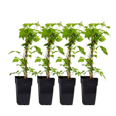 Raspberry plant - 4 pcs. - Rubus idaeus Malling Promise - H50-60cm ...