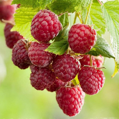 Raspberry Plant 'Twotimer Sugana Red' in 13cm Pot - Fruit Plants