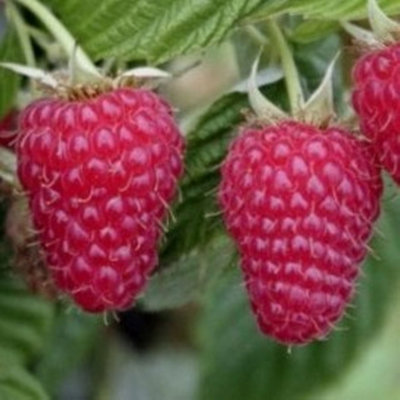 Raspberry Polka/ Rubus Idaeus Polka - 2L Pot | DIY at B&Q