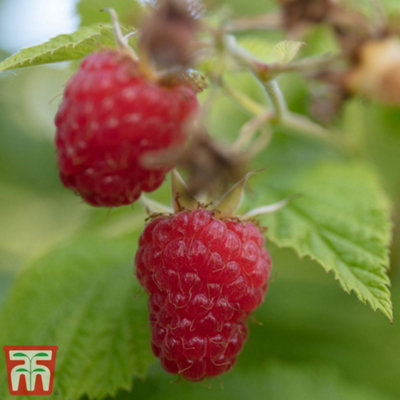 Raspberry (Rubus Idaeus) Cascade Delight 3 Canes - Grow Your Own Fruit ...