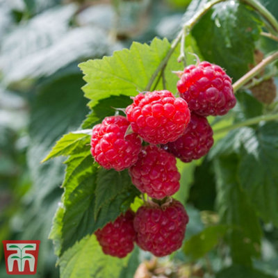 Raspberry (Rubus Idaeus) Glen Ample 3 Canes - Grow Your Own Fruit | DIY ...