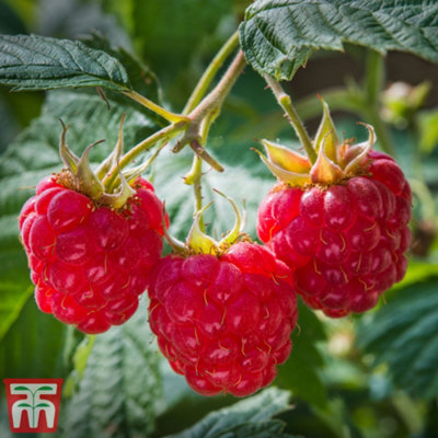 Raspberry (Rubus Idaeus) Heritage 12 Canes - Grow Your Own Fruit