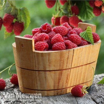 Raspberry (Rubus Idaeus) Joan J 3 Canes | DIY at B&Q