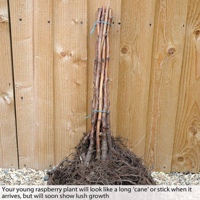 Raspberry (Rubus Idaeus) Joan J 3 Canes | DIY at B&Q