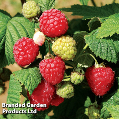 Raspberry (Rubus Idaeus) Octavia 6 Canes - Grow Your Own Fruit | DIY at B&Q