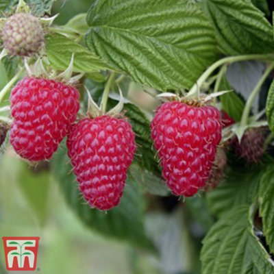 Buy Raspberry Summer Lovers Late 2 Litre Potted Plant x 1 | DIY at B&Q
