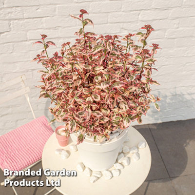 Buy Raspberry Summer Lovers Late 2 Litre Potted Plant x 1 | DIY at B&Q