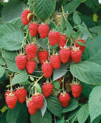 Raspberry Tulameen - Award Winning Raspberry Plant (Pack of 3) | DIY at B&Q