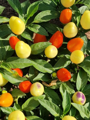 Razzamatazz Chilli Seeds - 10 Fresh Seeds