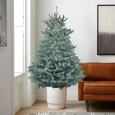 Real 2ft Pot Grown Christmas Tree Blue Spruce - Mini Tabletop Potted ...