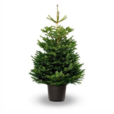 Real 2ft Pot Grown Christmas Tree Nordmann Fir - Mini Tabletop Potted ...