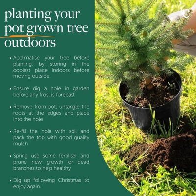 Real 2ft Pot Grown Christmas Tree Nordmann Fir - Mini Tabletop Potted ...