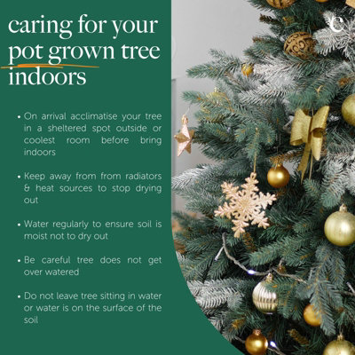 Real 2ft Pot Grown Christmas Tree Nordmann Fir - Mini Tabletop Potted ...
