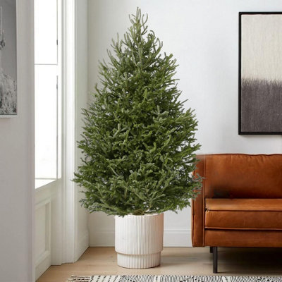 Real 5ft Christmas Tree Fraser Fir - Pot Grown Christmas Tree - Potted ...