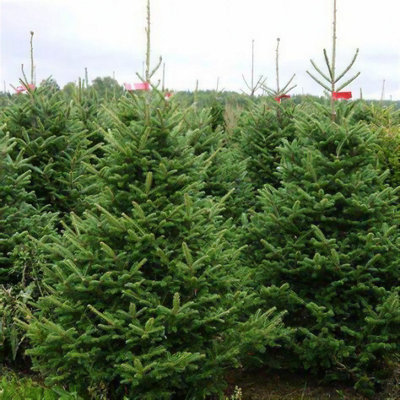 Real 5ft Christmas Tree Nordmann Fir - Pot Grown Christmas Tree ...