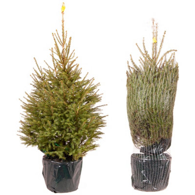 Real Christmas Tree in Pot - Pot Grown Norway Spruce Christmas Tree 100 ...